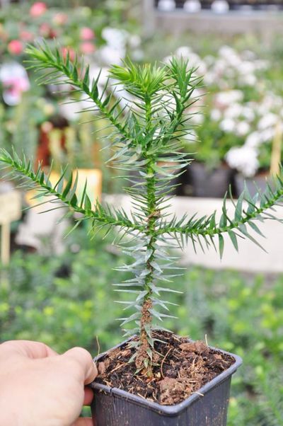 Chilenischen Araukarie (Affenbaum) von Der Palmenmann auf Blumen.de kaufen